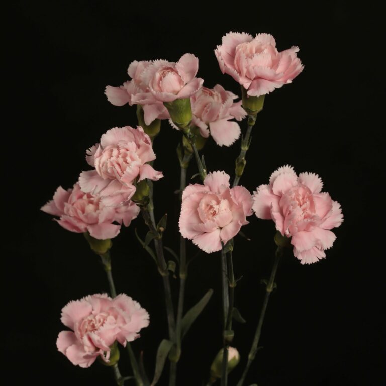 Roses, Carnations and Mini carnations from Colombia - Bosanska
