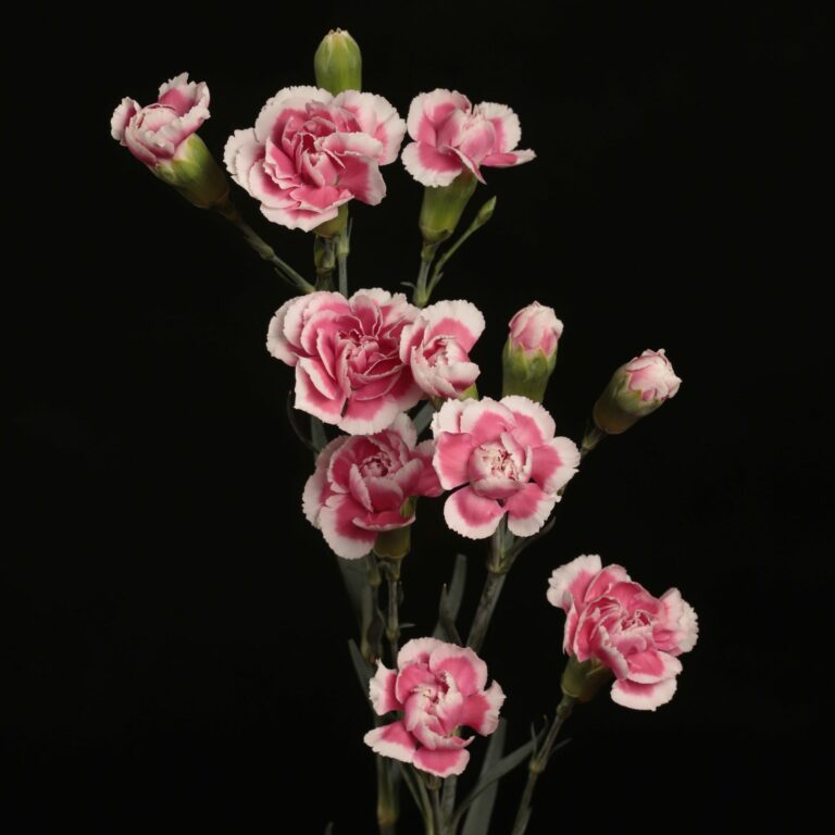 Roses, Carnations and Mini carnations from Colombia - Cherry Tessino