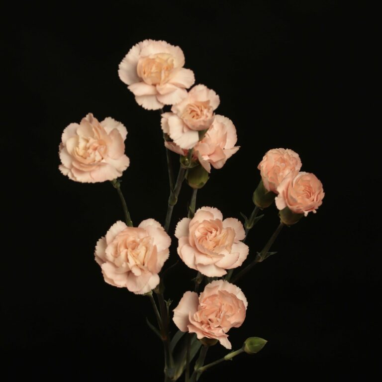 Roses, Carnations and Mini carnations from Colombia - Hamada