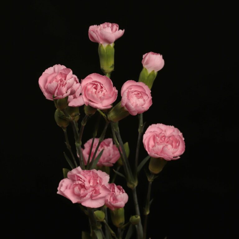 Roses, Carnations and Mini carnations from Colombia - Pink Pigeon