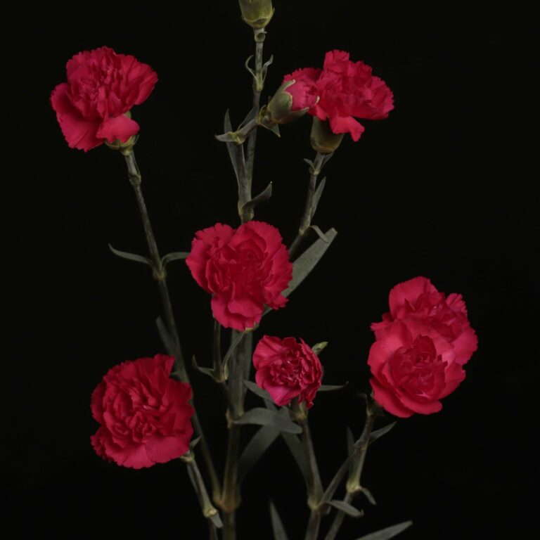 Rosas, Claveles y Mini claveles de Colombia - Lorenzo